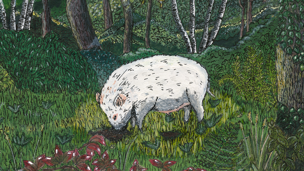 Saucisson, l'histoire vraie du "sanglier blanc"