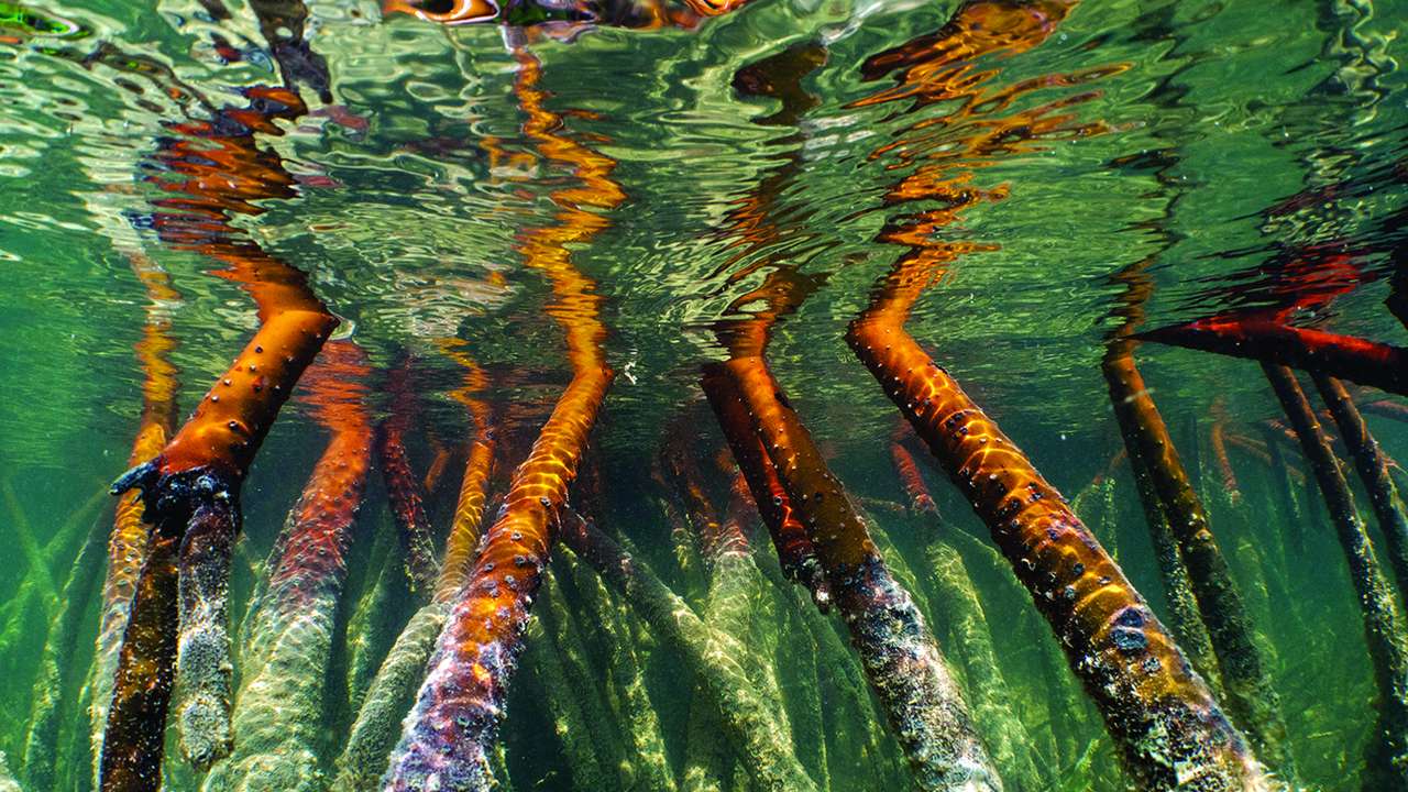 MANGROVES