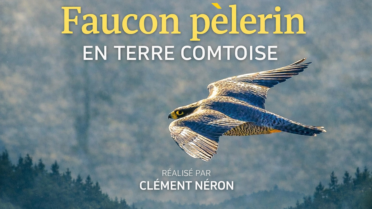Faucon pèlerin en terre comtoise…