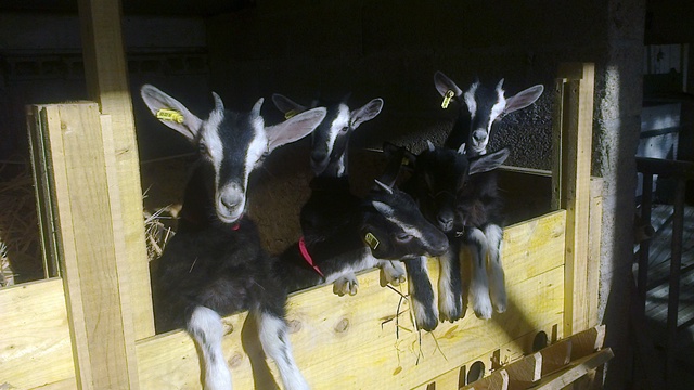 Reine Haslay - Ulule