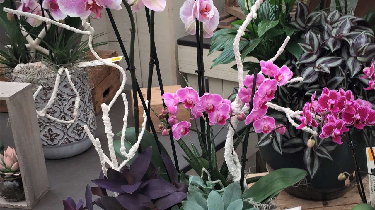 Aux Âmes Fleurs