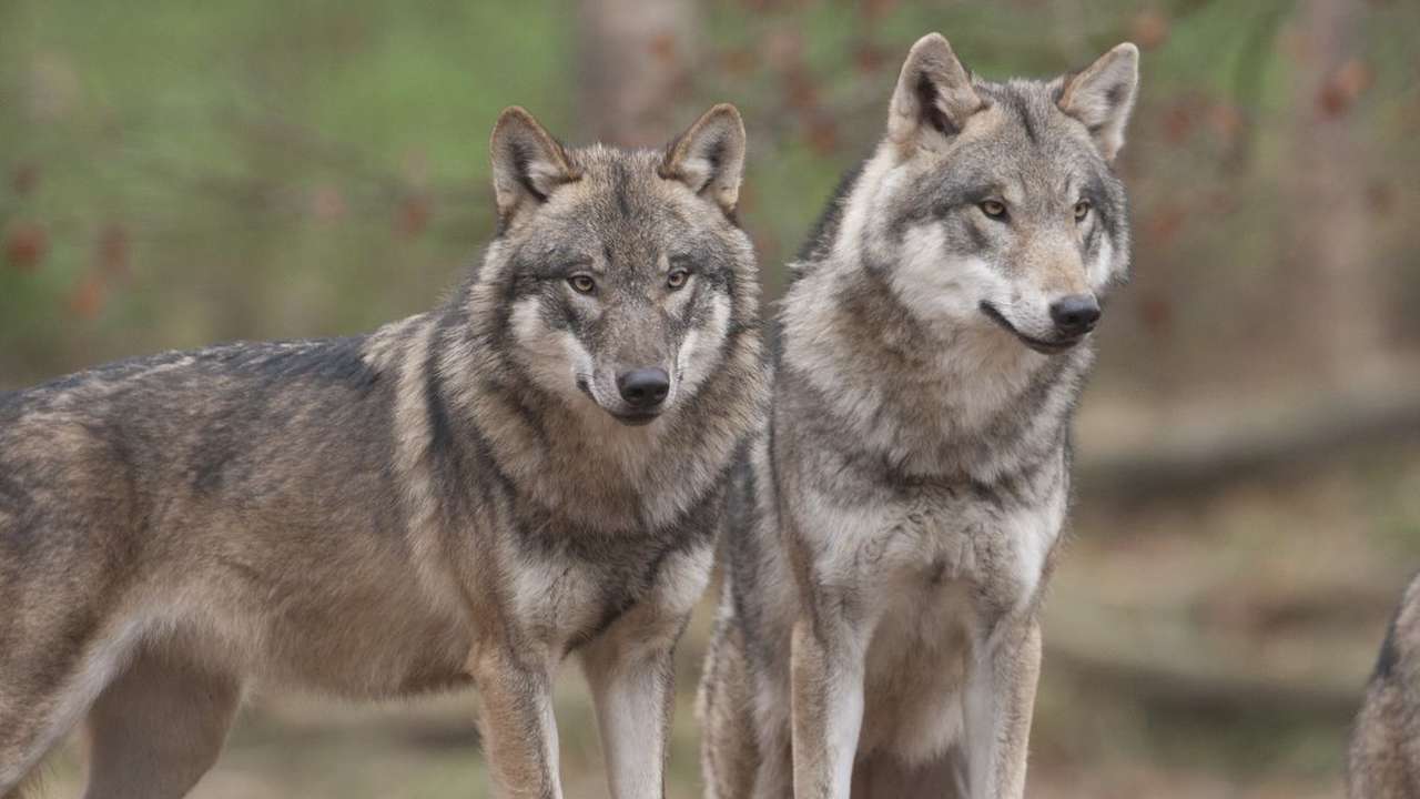 Nouvelle brochure sur le loup en France - Ulule