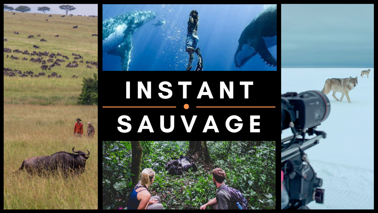INSTANT SAUVAGE