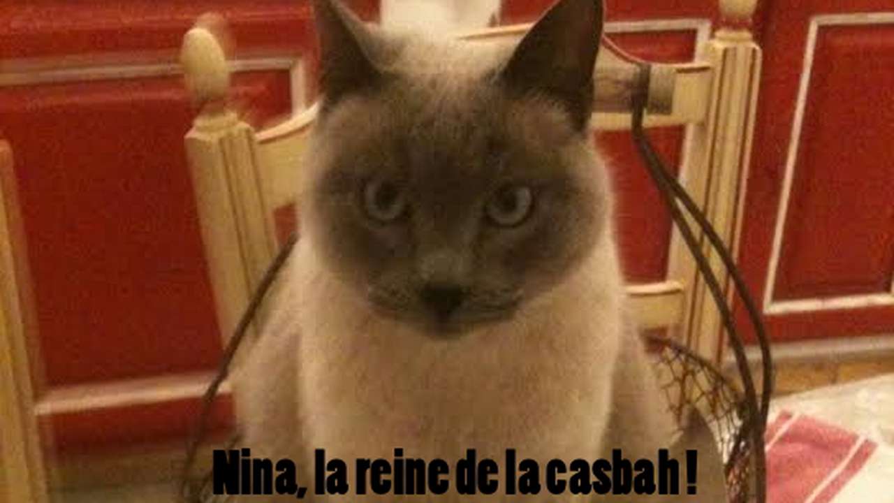 Nina, la reine de la casbah