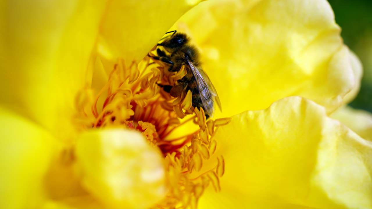 Miel équitable " Sauvons nos abeilles