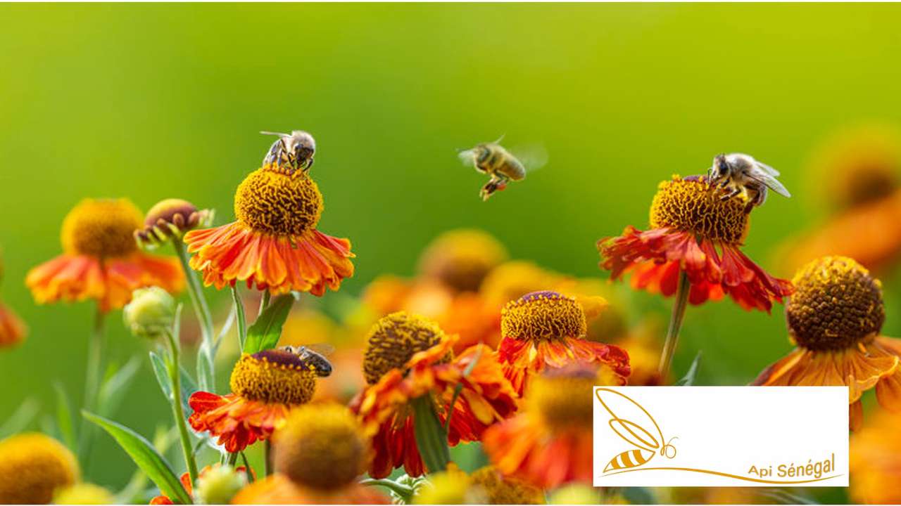 Apiculture au Sénégal