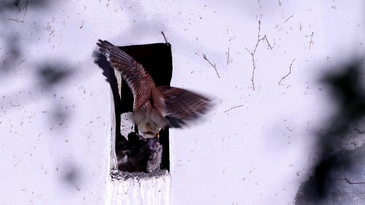Cum Avibus dans Les Pouilles - Ulule