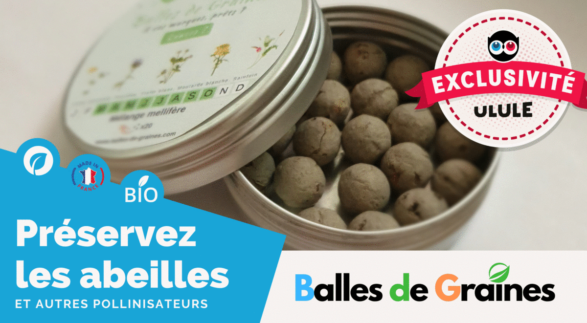 🌱 Balles de Graines - 2ème édition 🌼