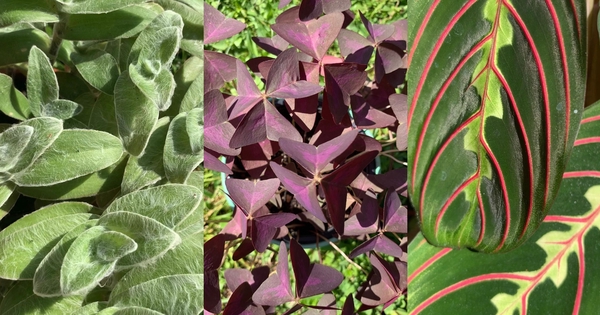 Troque ta plante - Ulule