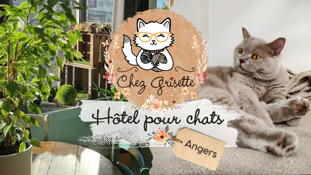 Chez Grisette Angers – Votre futur hôtel pour chats
