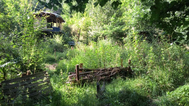 Régénération de la biodiversité naturelle et semi-naturelle