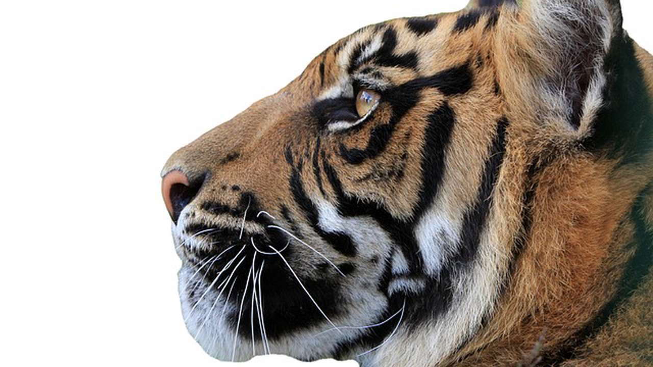 Des Tigres à Nancy - Ulule