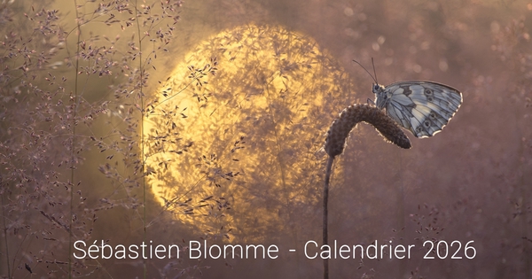 Calendrier 2026 : Beautés discrètes de la nature