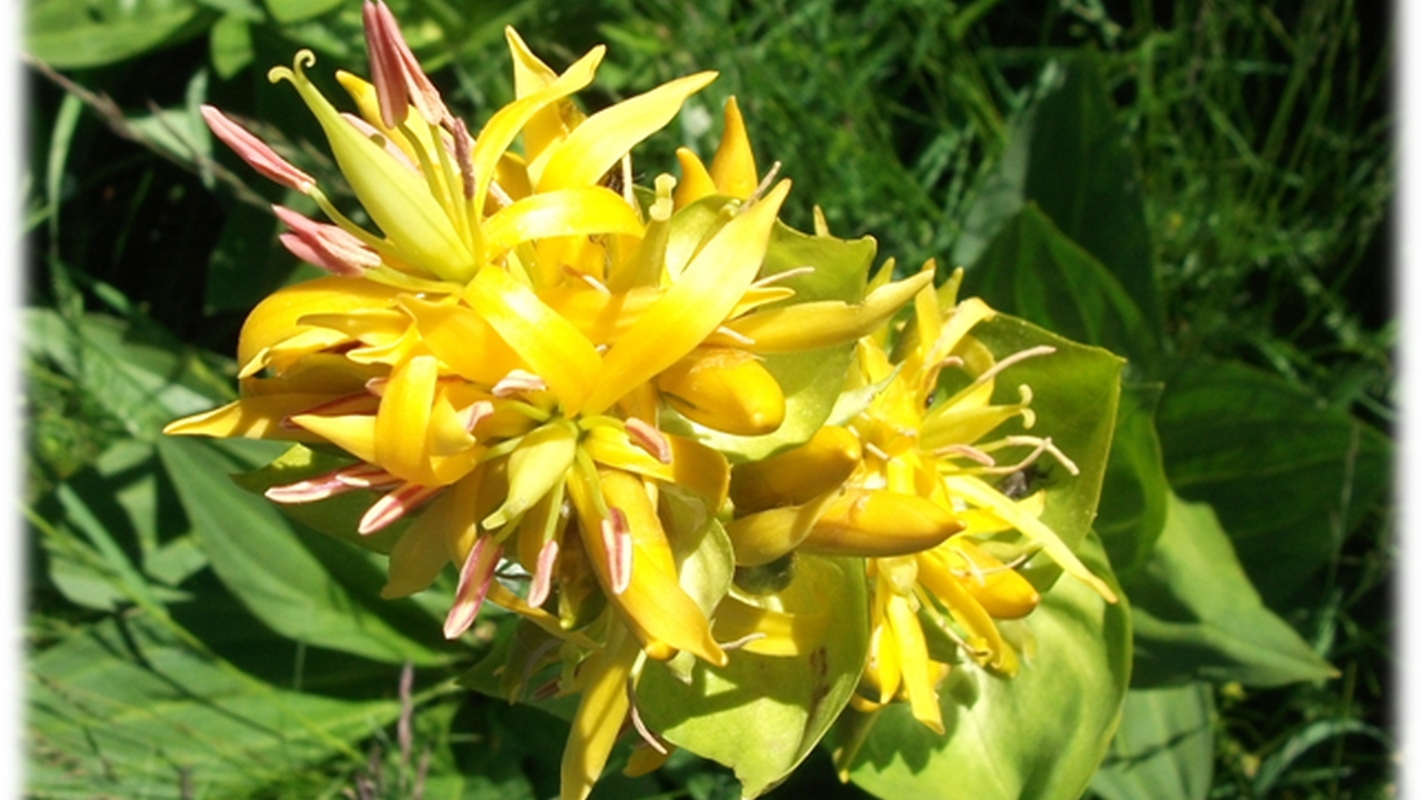 Préserver l'amer des volcans