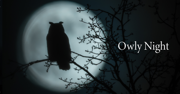 Livre PHOTO "Owly night" - Ulule