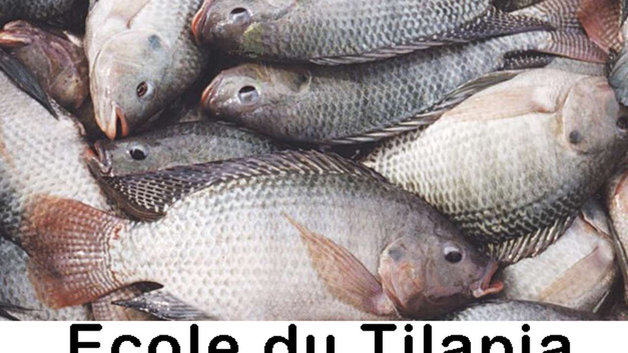 At the school of tilapia