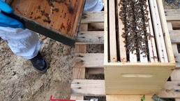 L'Abeille Harmonie - Ulule