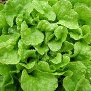 laetitia jacques - Ulule