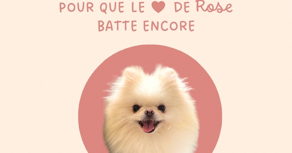 Rose, spitz nain, a besoin de vous. ️‍🩹