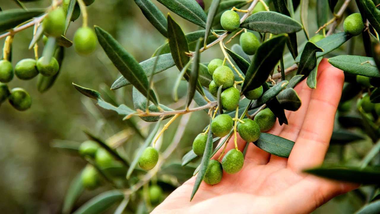 Sustainable Olive Oil from the Heart of Hungary