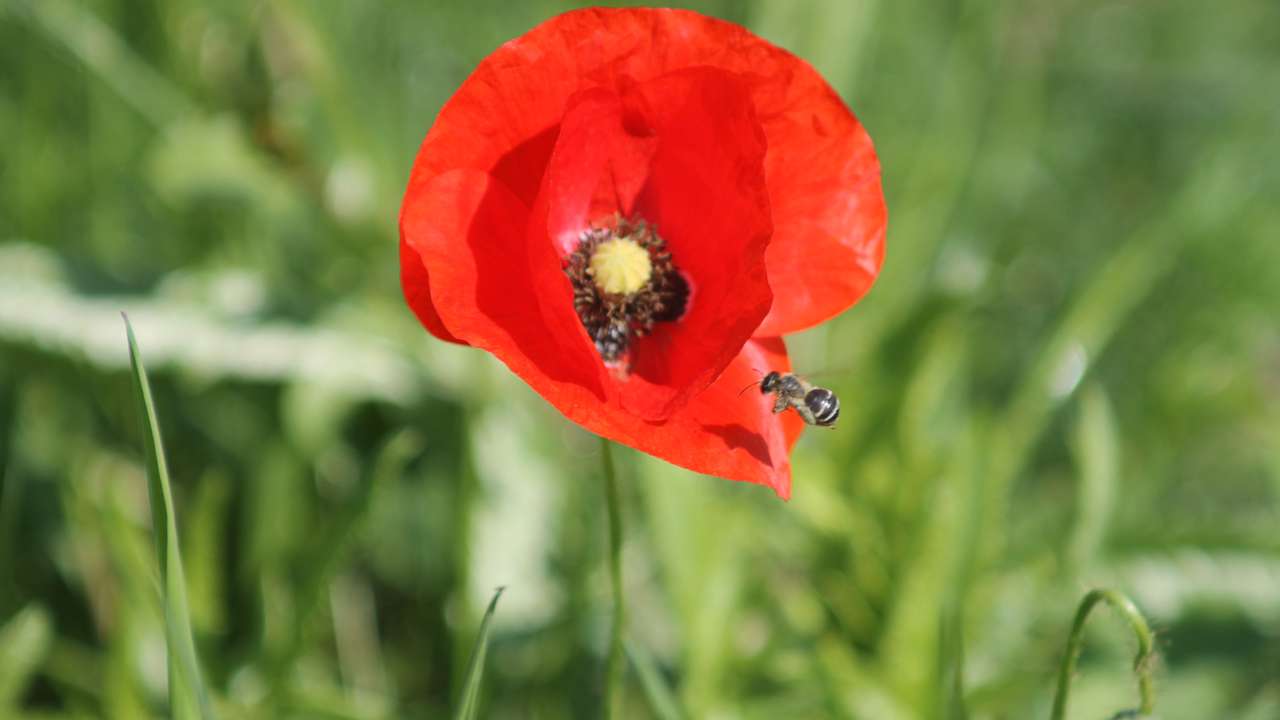 Le miel, les abeilles et moi