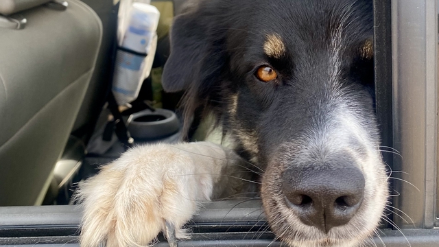Des poches, de l’eau, et un chien heureux, même en voiture