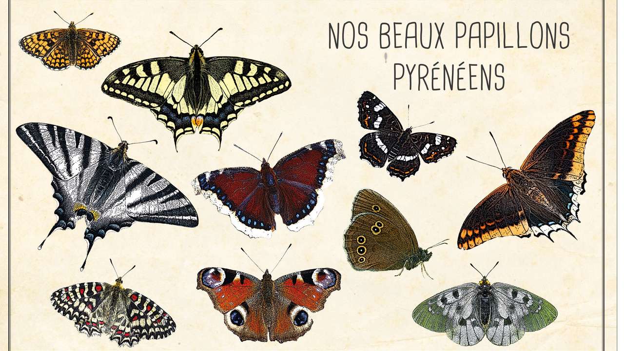 PAPILLONS DES PYRÉNÉES TOME2