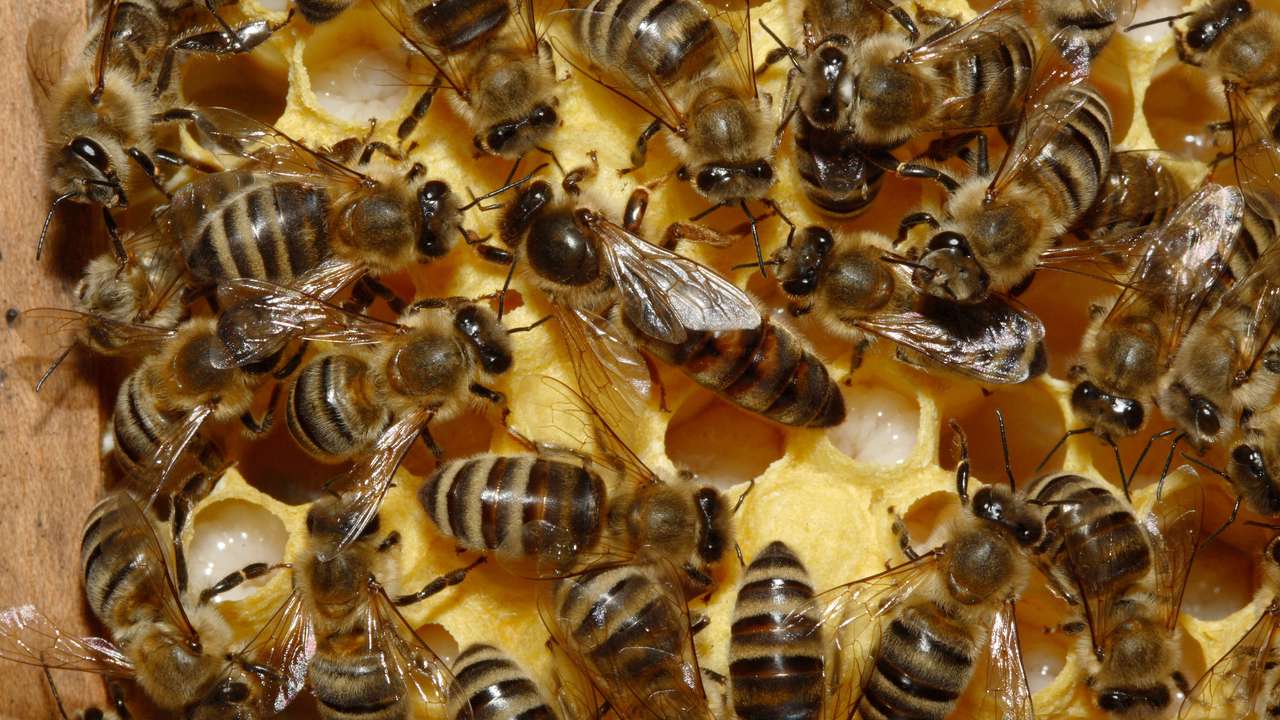 Nos amies les abeilles