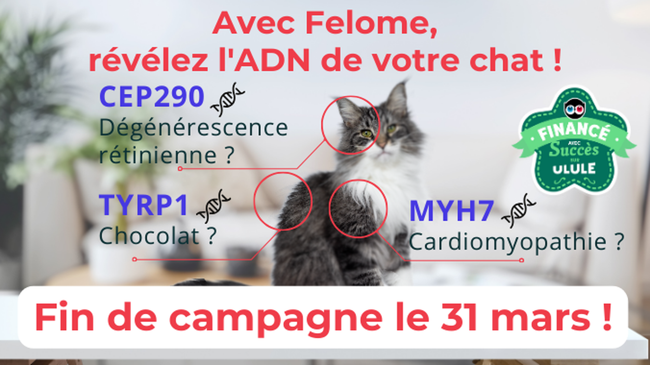 FELOME le bilan génétique de votre chat en France - Ulule