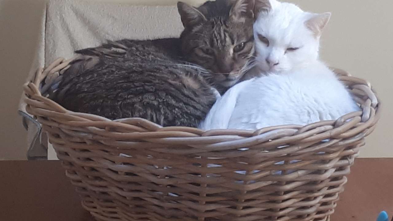 Les Amis d'Aramis