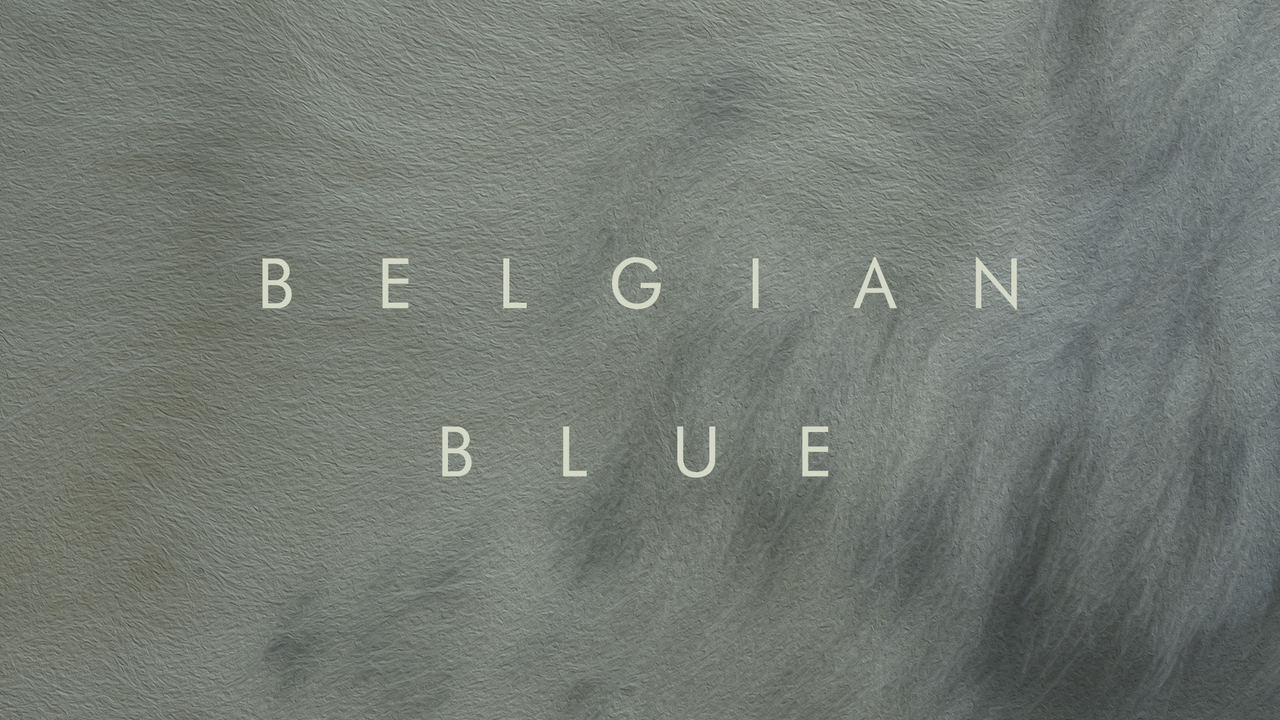 Belgian Blue