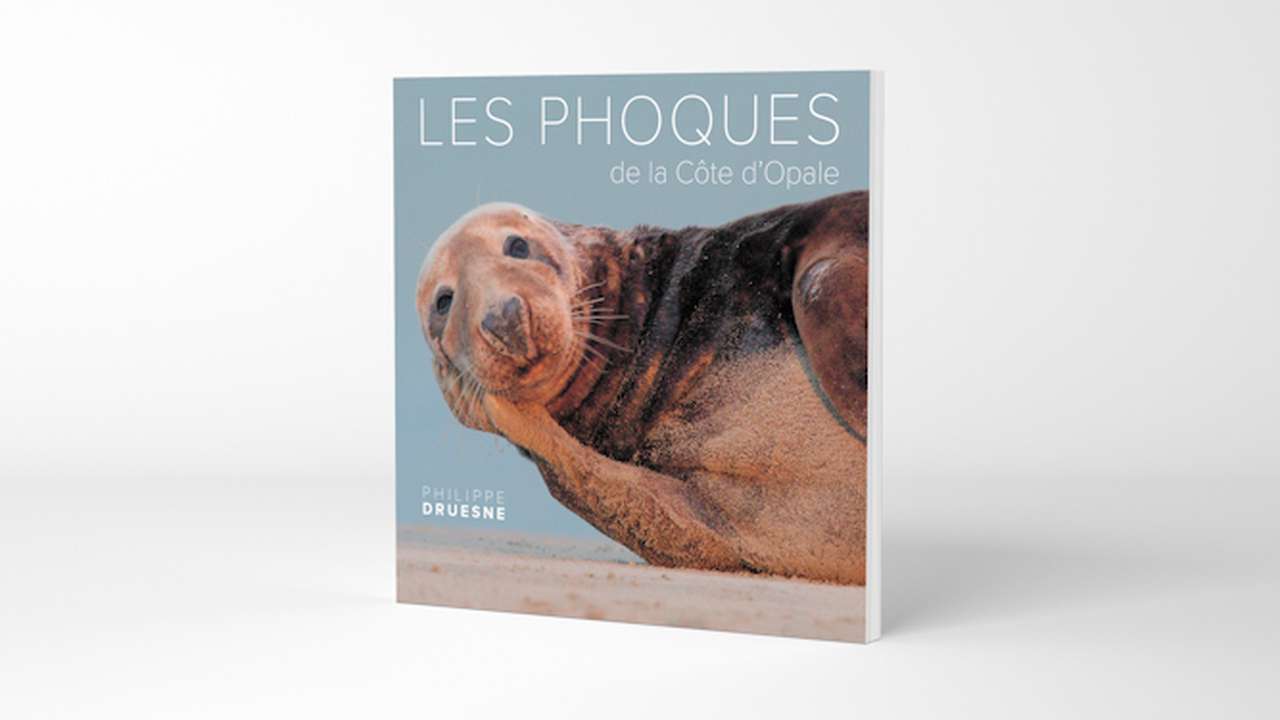 Les phoques de la cote d'opale