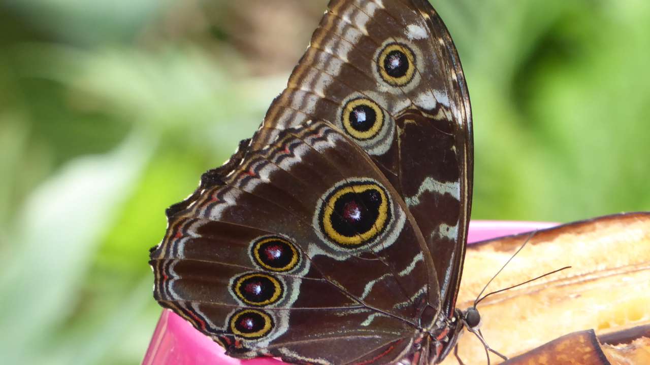 Le merveilleux voyage de lulu en Guyane
