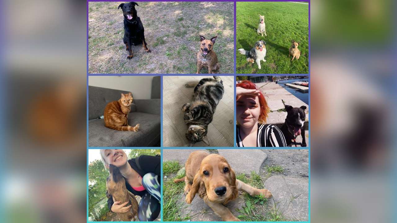 Centre Balto: Garderie Animale