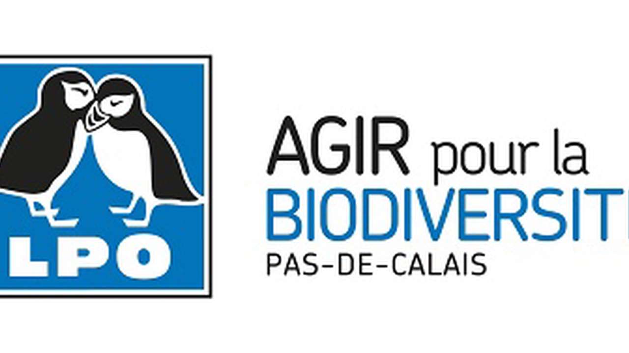 Projet Intergénérationnel "Drôles d'oiseaux" ! - Ulule