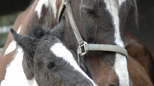 Nouveau Refuge de Tanka SOS Chevaux - Ulule