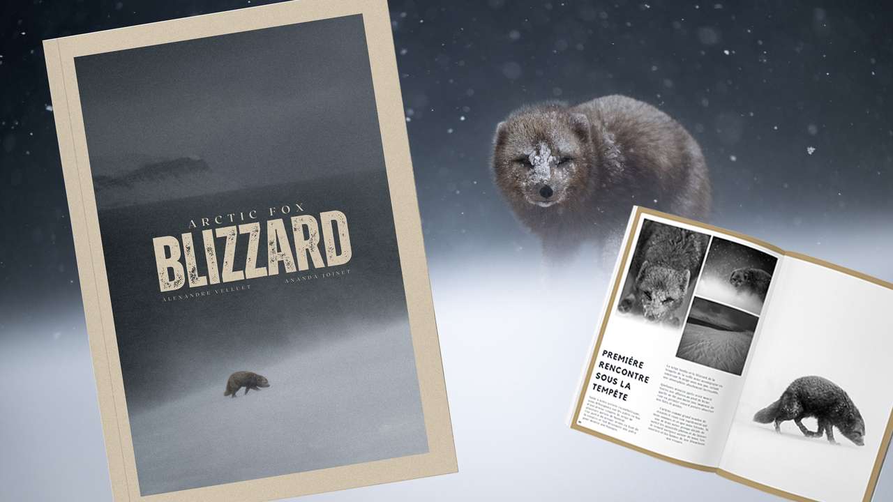 Livre "BLIZZARD x Arctic fox"
