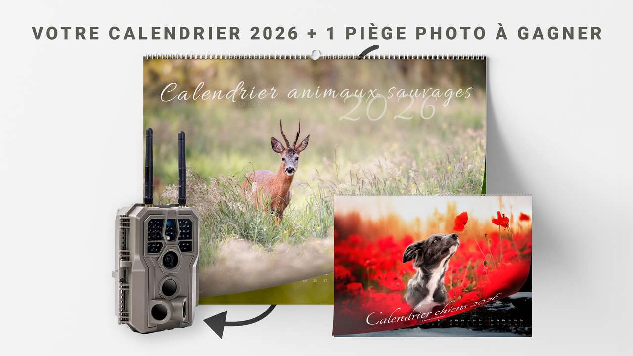 Calendrier chiens et animaux sauvages 2026