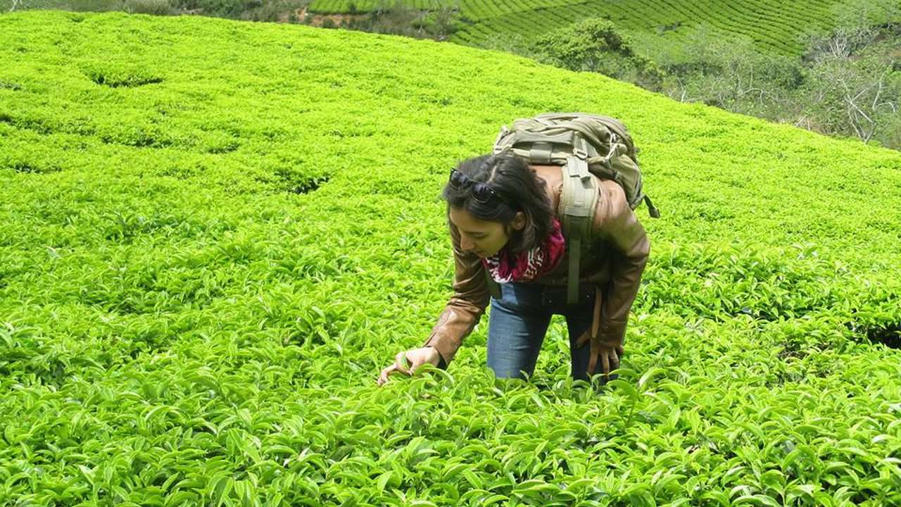 Hằng my Tea