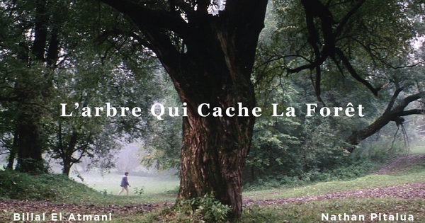 L'arbre Qui Cache La Forêt - Ulule