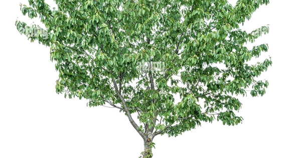 Arbre de mémoire pour Mme Talneau