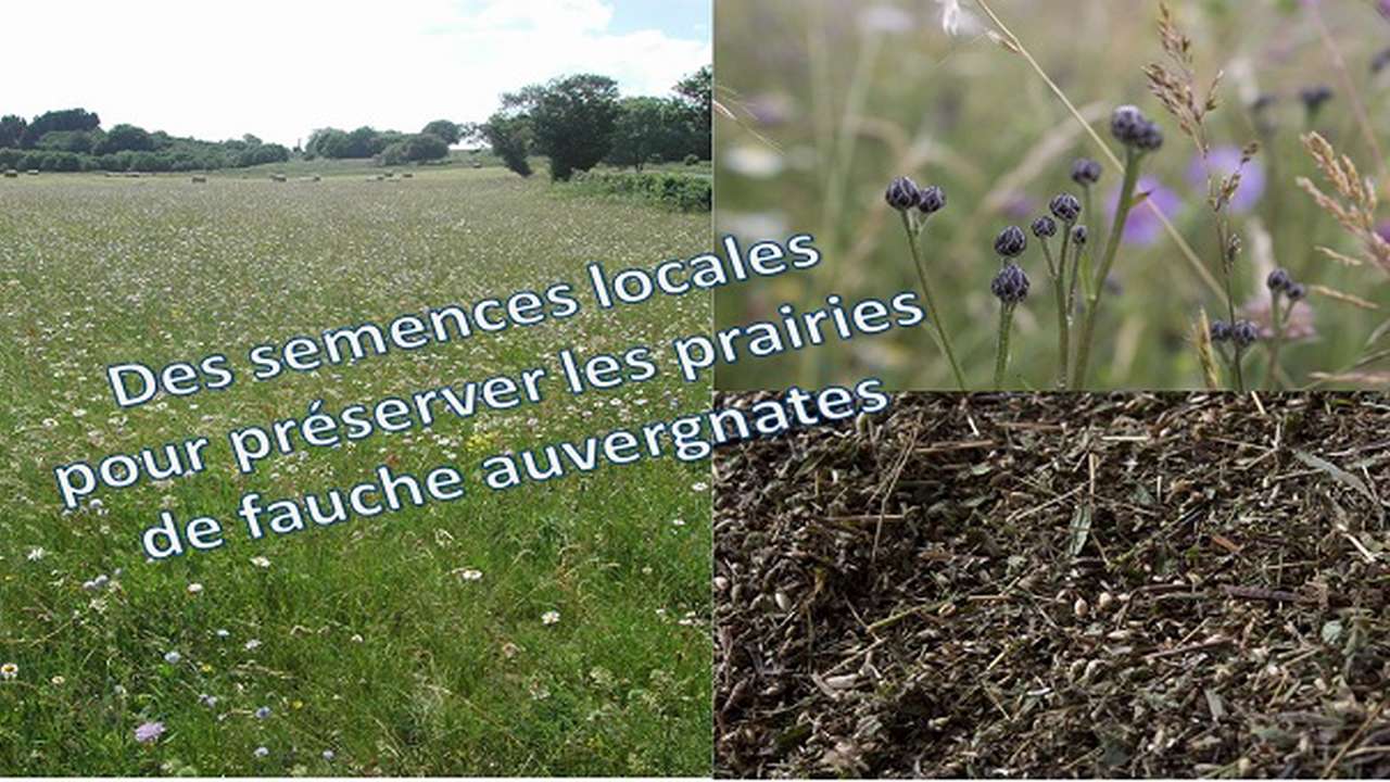 Semences locales et prairies de fauche auvergnates - Ulule