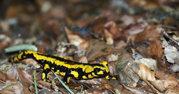 Sauvegarde d'une parcelle sauvage en Limousin - Ulule