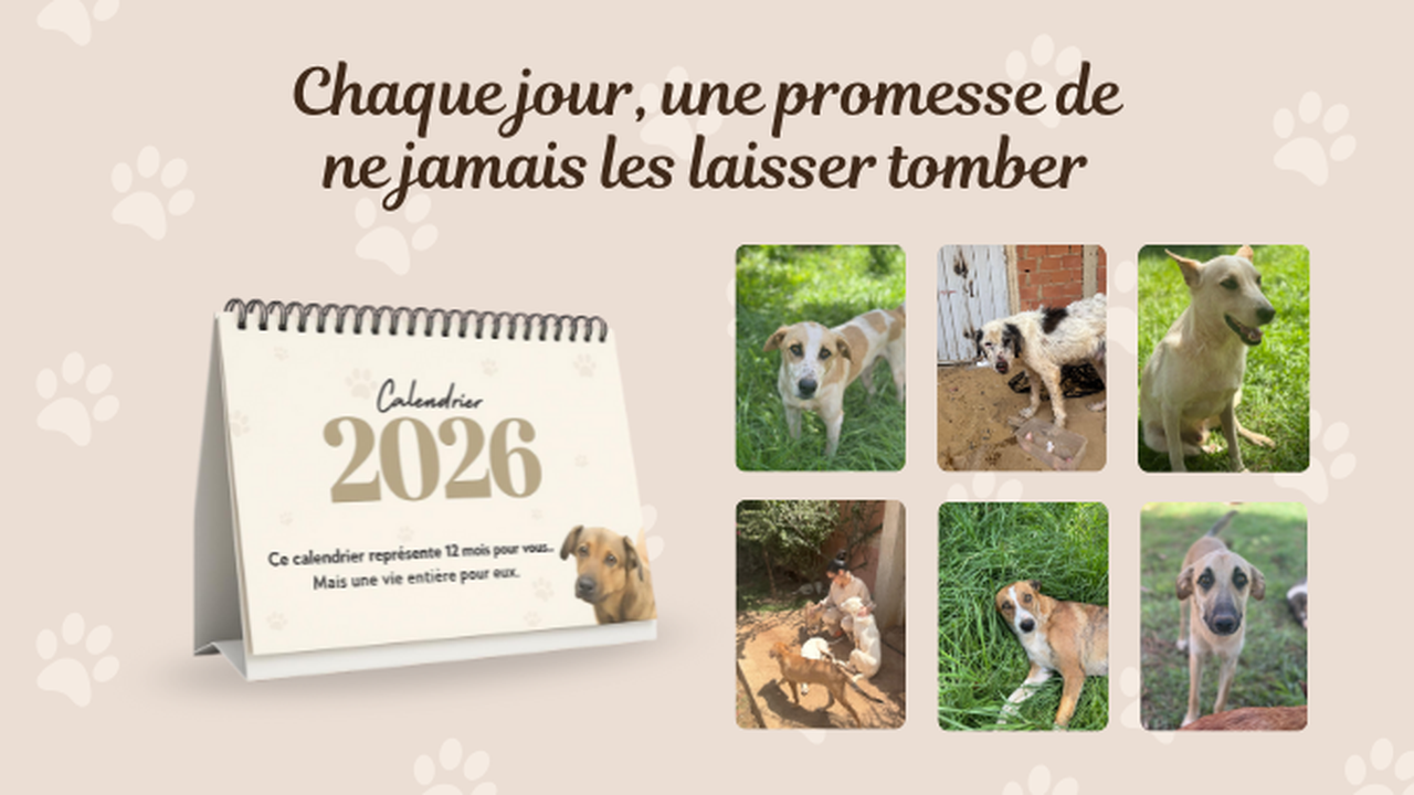 Un calendrier acheté = Une patte de plus vers le refuge 🐾 ️