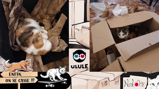 Le Nekohi déménage ! - Ulule