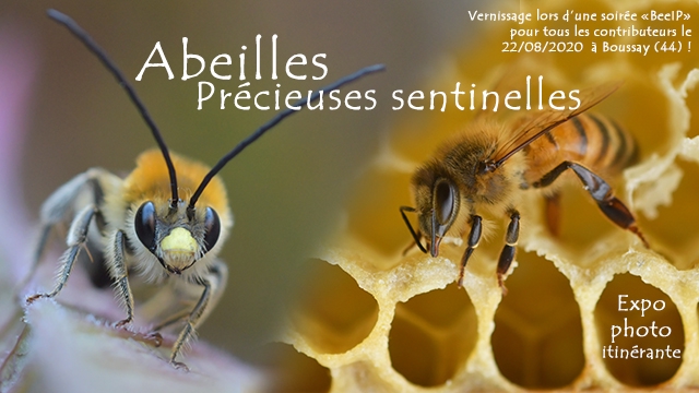 Expo photo "Abeilles, précieuses sentinelles" - Ulule