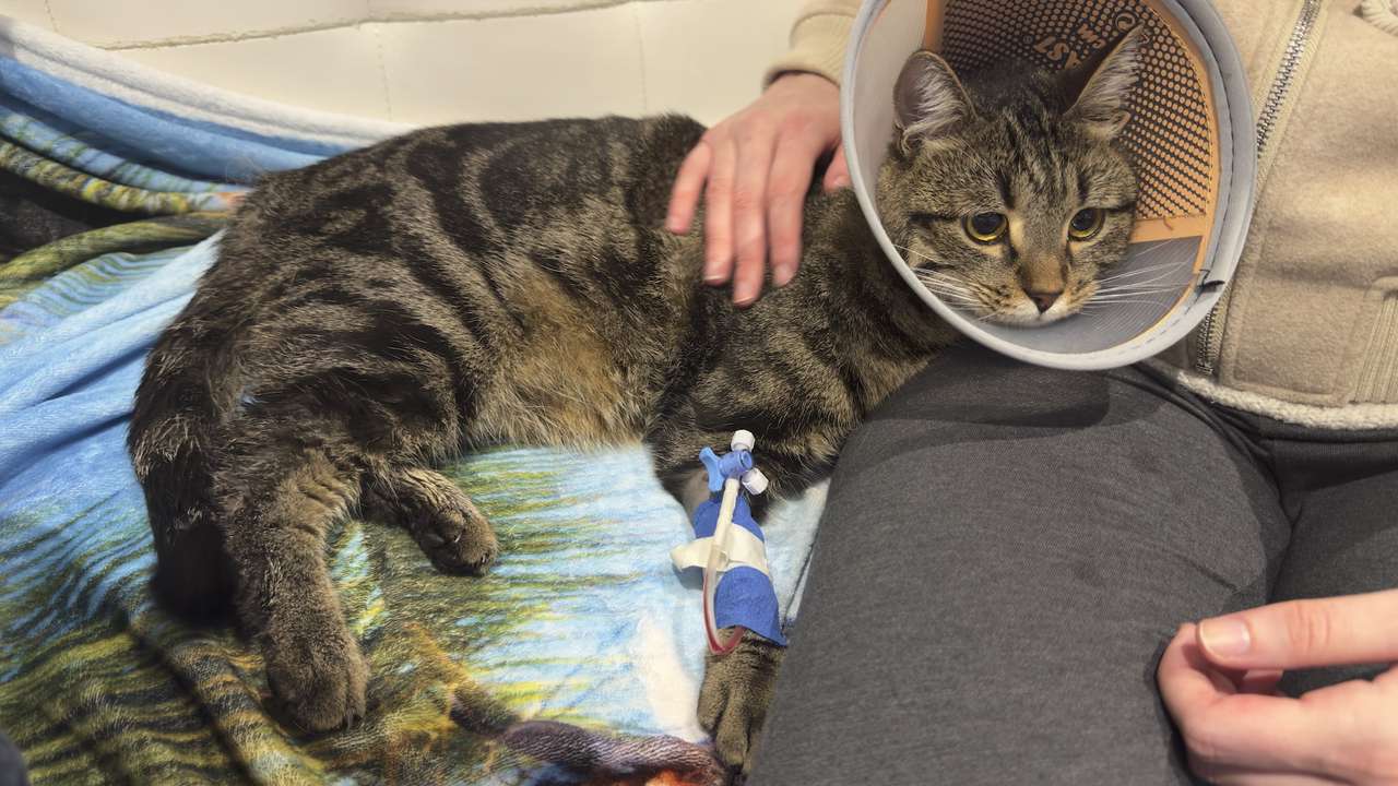 Aidez Luky à vaincre le cancer