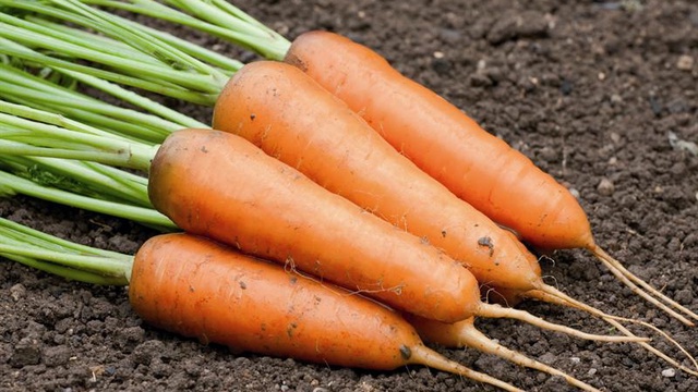 Je suis une Purée de Carottes