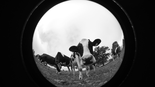 l'art vache - Ulule