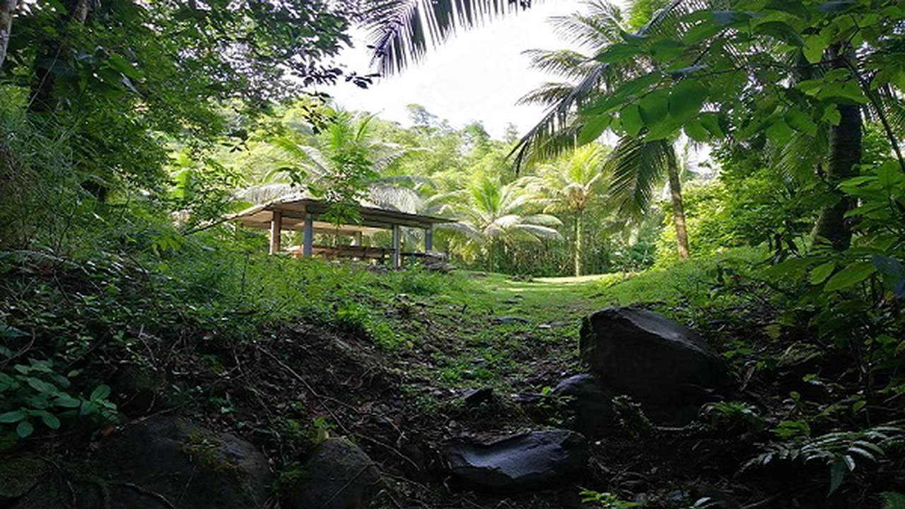 Jardin créole